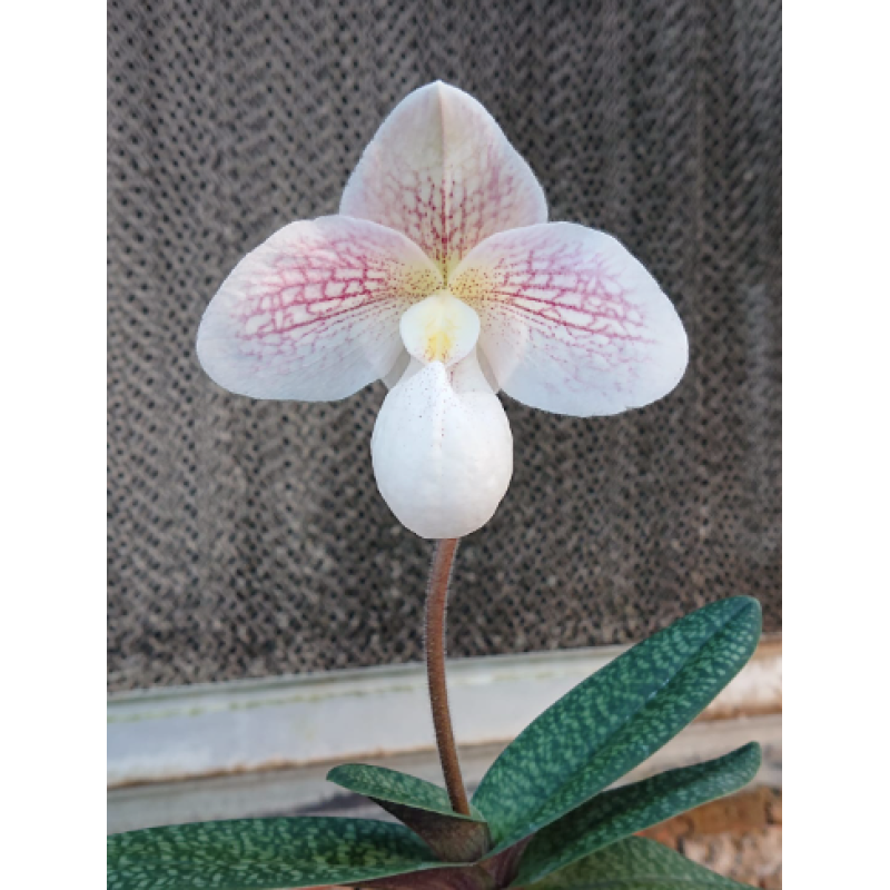 Орхидея Paph. Micranthum x Knights Niveum - купить, доставка Украина
